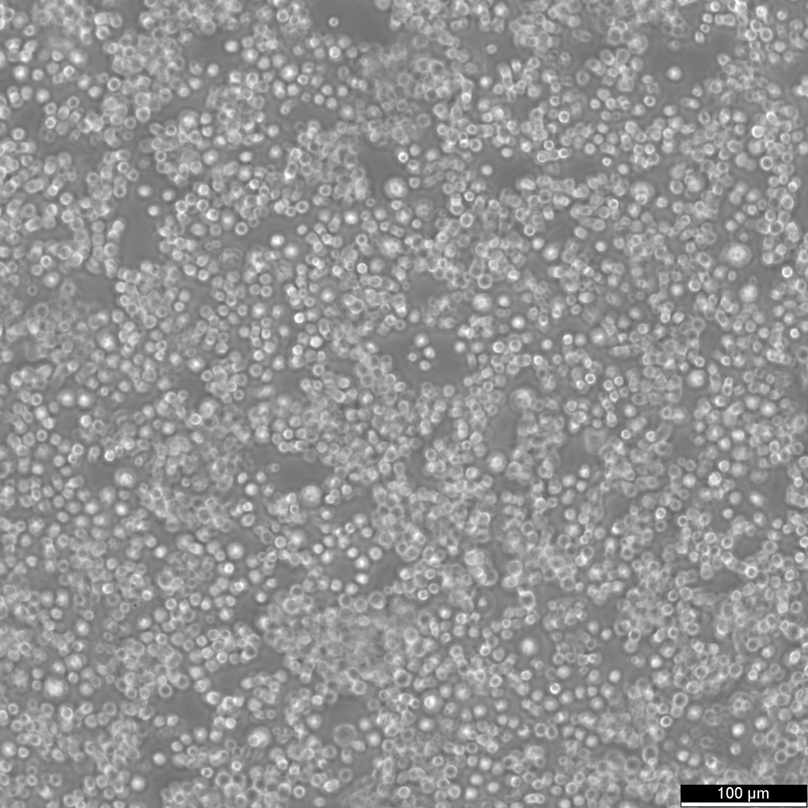 Ba/F3 Cells Ba/F3 Cells